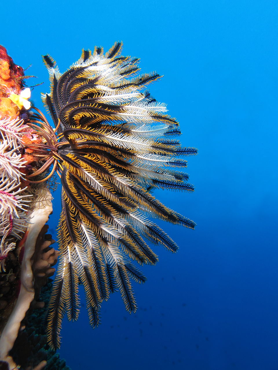 Feather Stars: Biology, Habitat, and Life Cycle of Crinoids - MindFlux